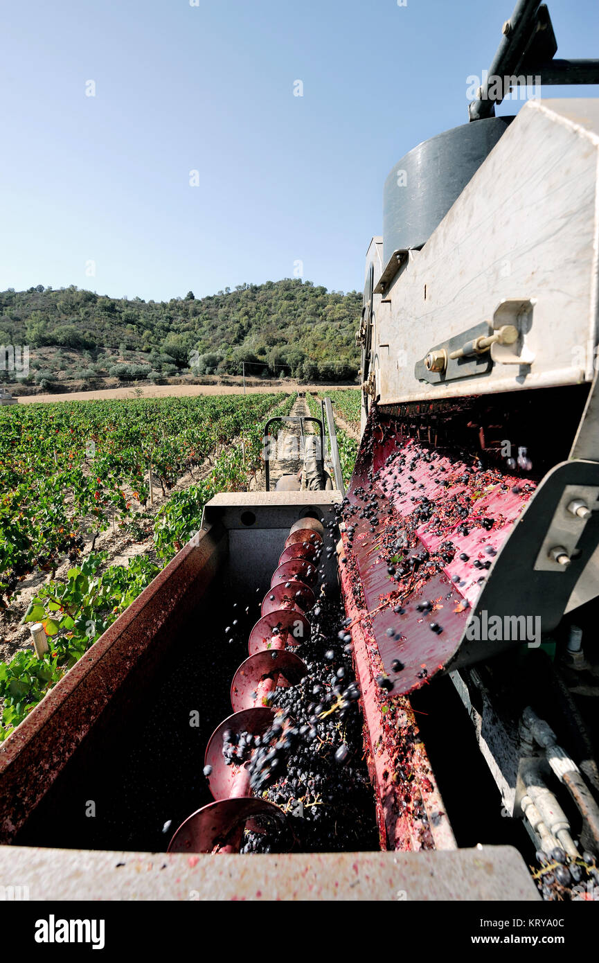Grape harvest with mechanical harvesting through the processing machine Stock Photo - Alamy