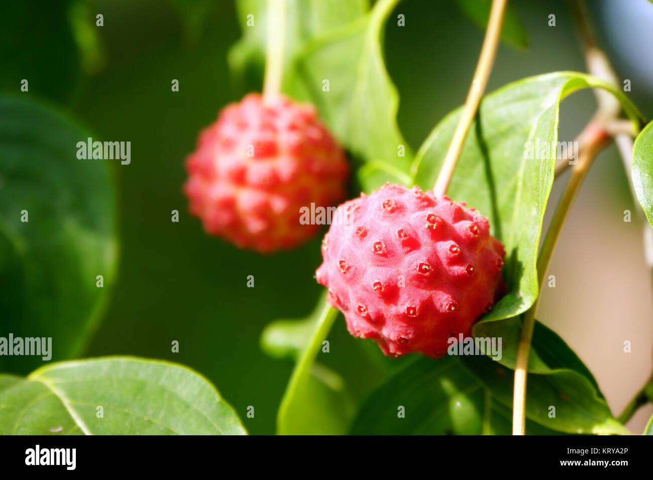 fruit of the asian blossom dogwood (cornus kousa Stock Photo - Alamy