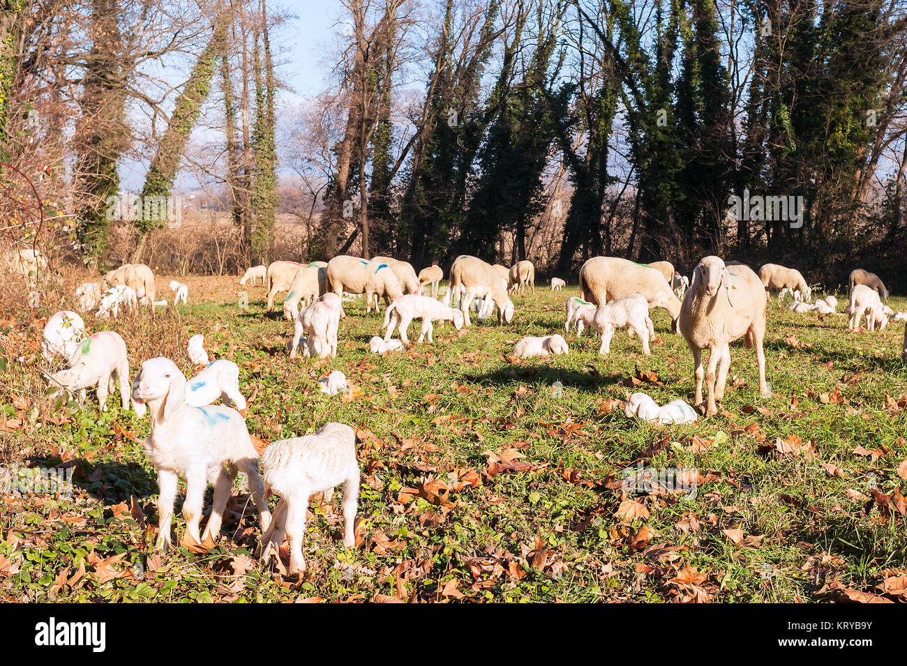 Flock of sheep and lambs Stock Photo - Alamy