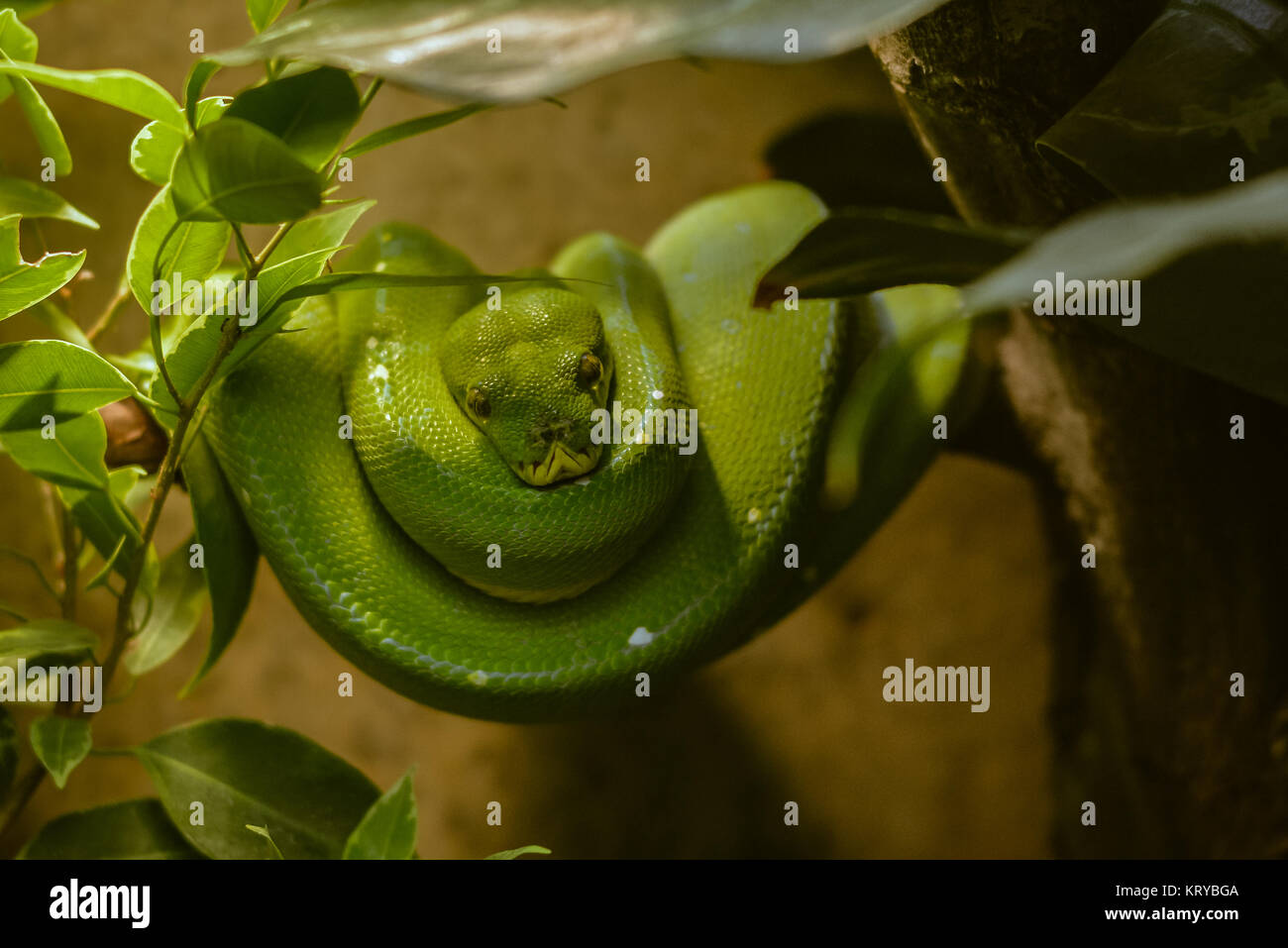 Sleep snake hi-res stock photography and images - Alamy