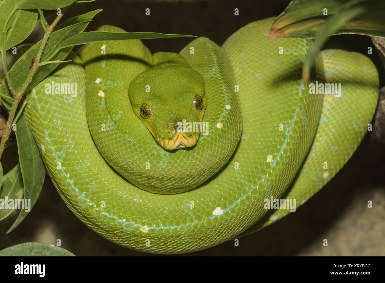 Sleep snake hi-res stock photography and images - Alamy