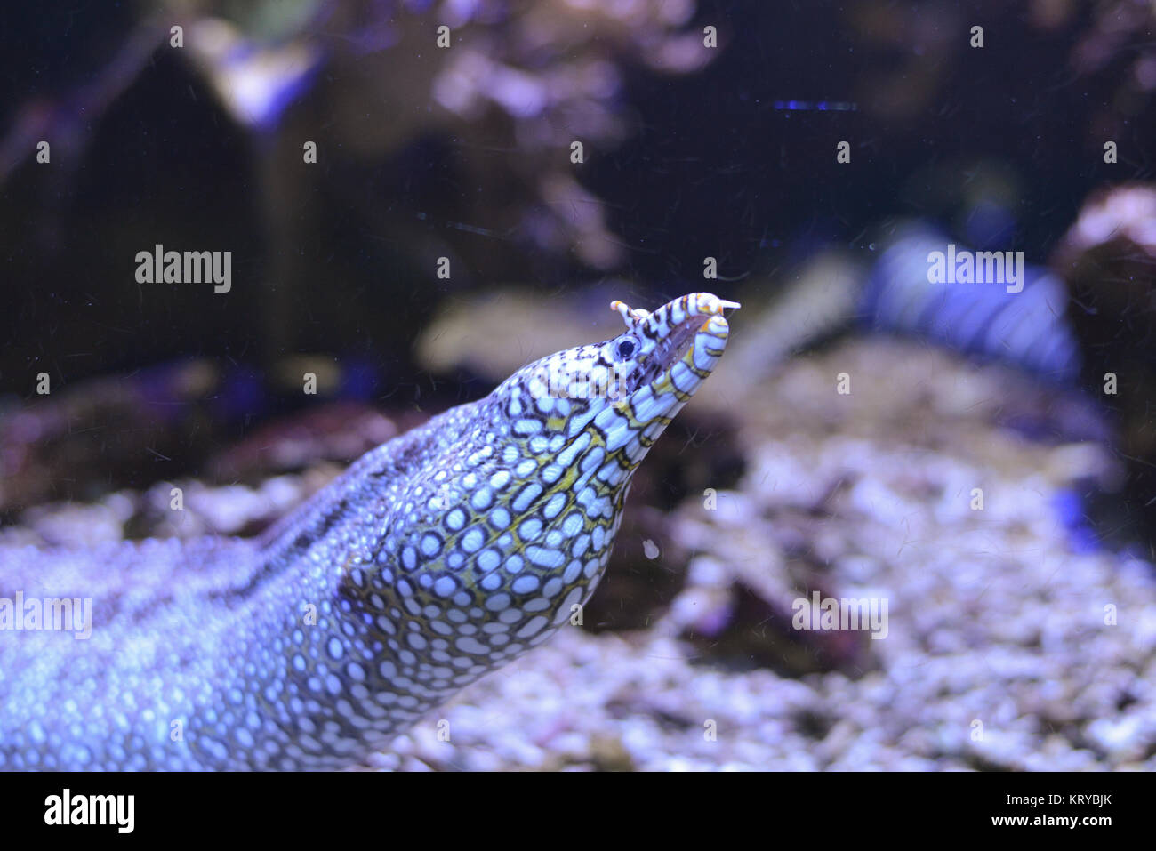 close-up of a moray eel Stock Photo - Alamy