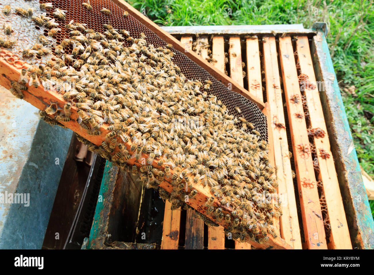 Open hive, beekeeping Stock Photo - Alamy