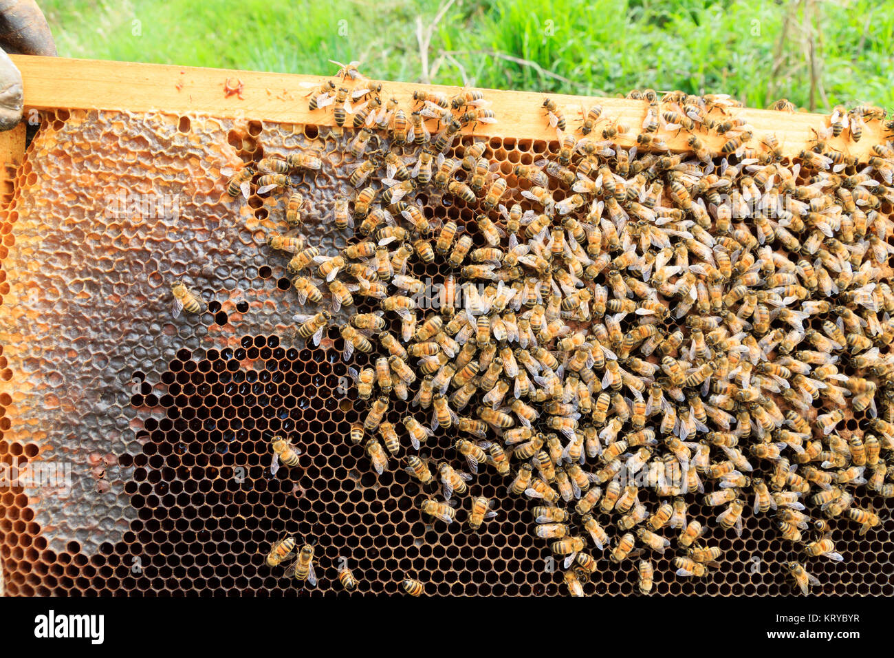 Queen bee close up Stock Photo - Alamy
