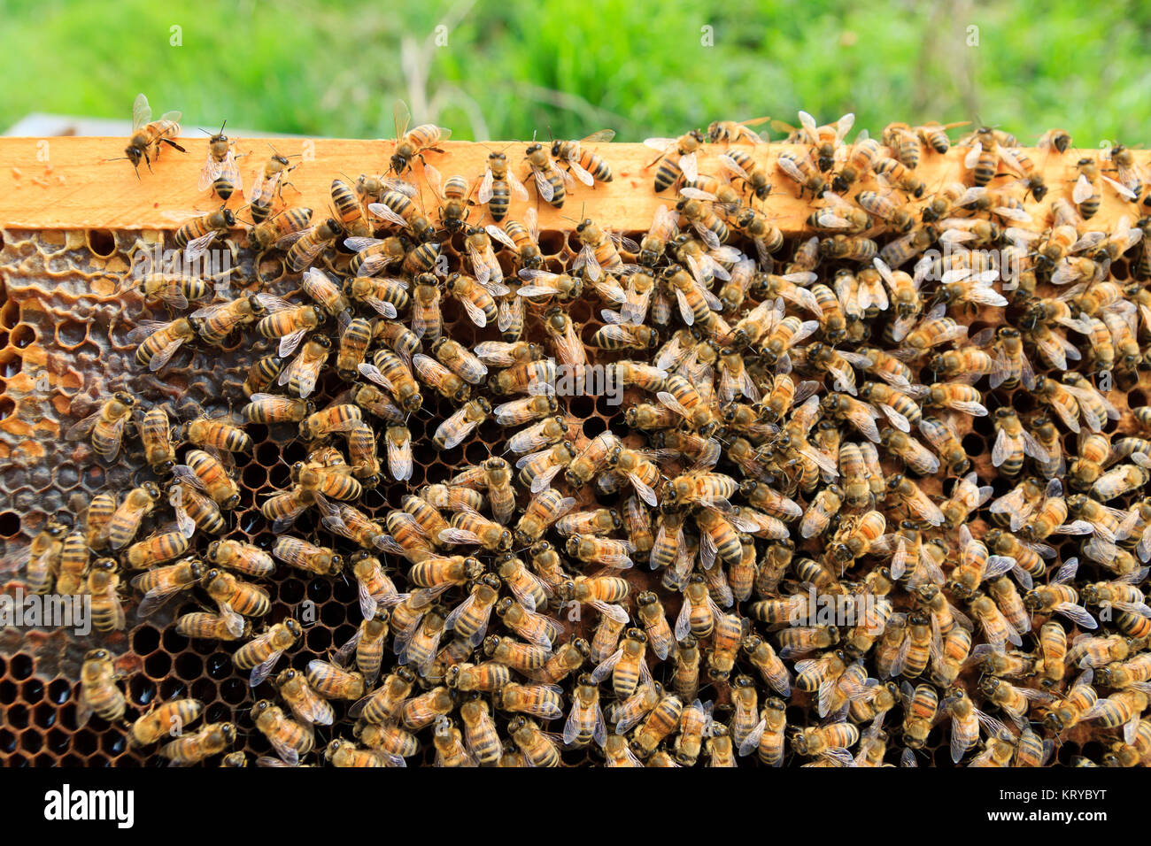 Queen bee close up Stock Photo - Alamy