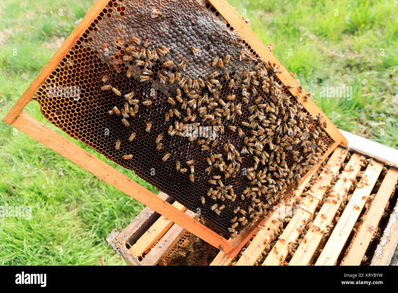 Open hive, beekeeping Stock Photo - Alamy