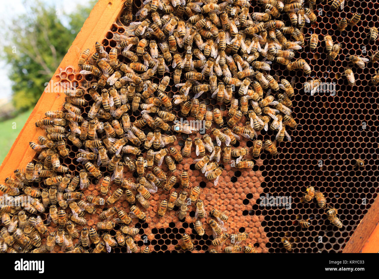 Queen bee close up Stock Photo - Alamy