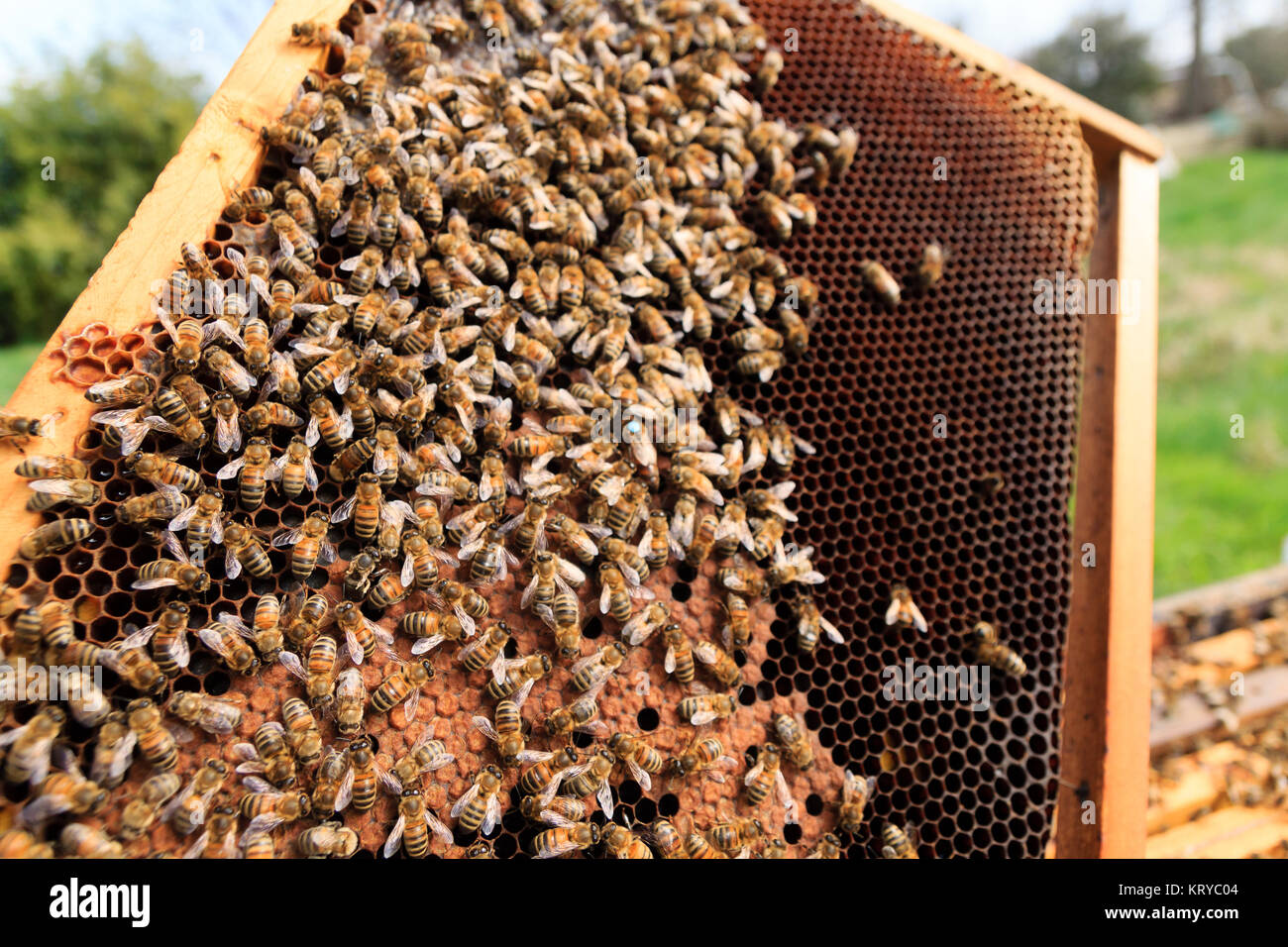 Queen bee close up Stock Photo - Alamy