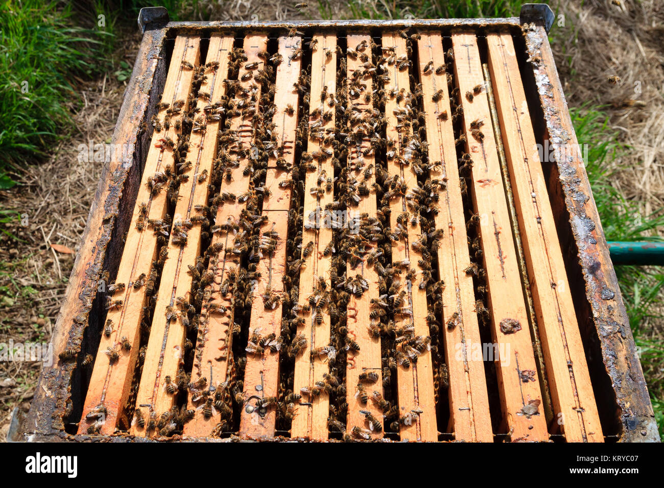 Open hive, beekeeping Stock Photo - Alamy