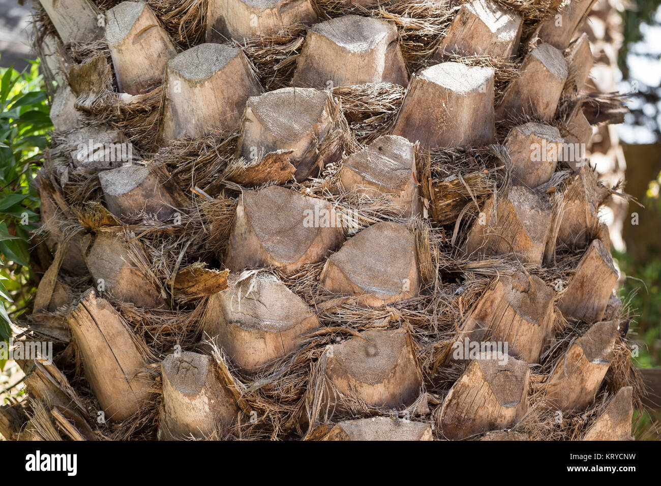 palm tree trunk background Stock Photo - Alamy