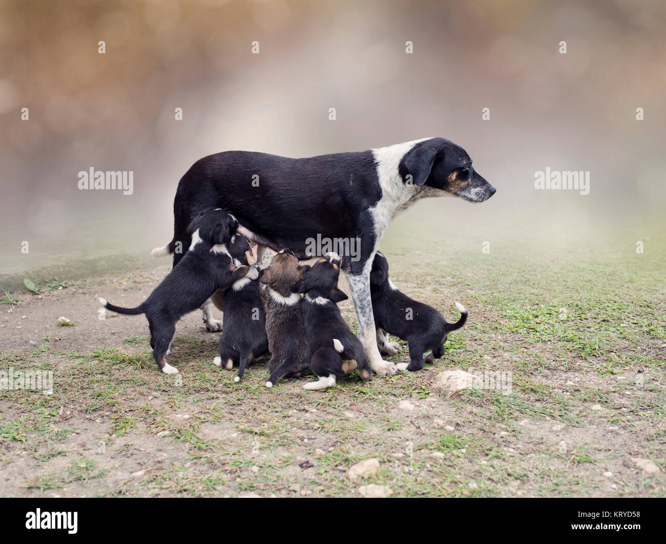 Dog Female Feeds Small Puppies Stock Photo - Alamy
