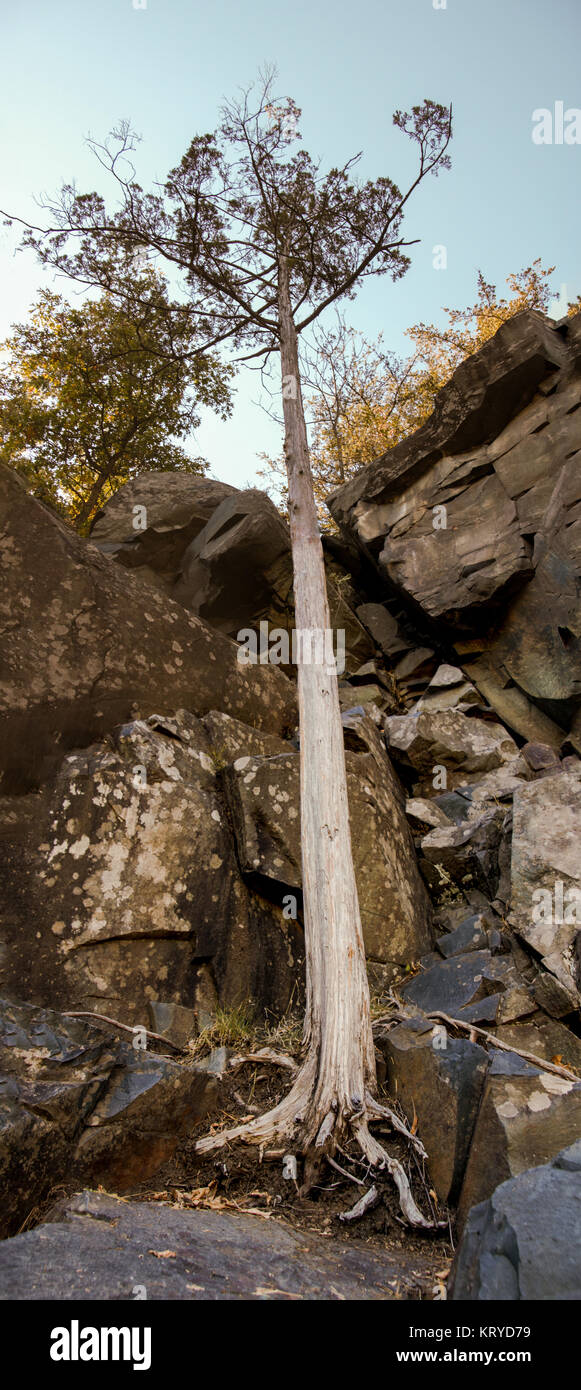 Shallow roots hi-res stock photography and images - Alamy