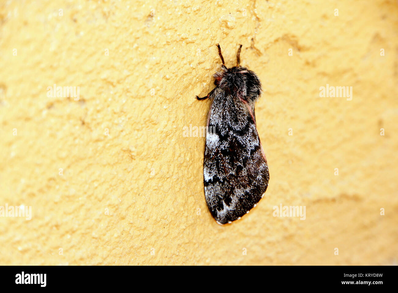 moth coloradia pandora Stock Photo - Alamy