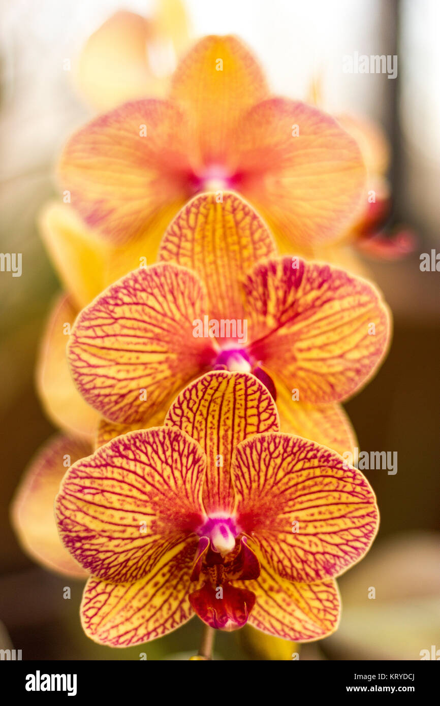 Triplets flowers hi-res stock photography and images - Alamy