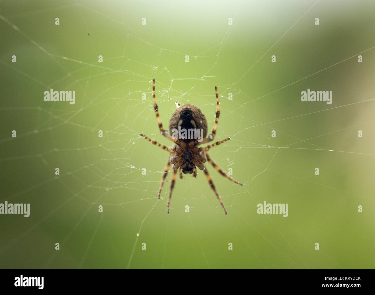 Spider Building Web Stock Photo - Alamy