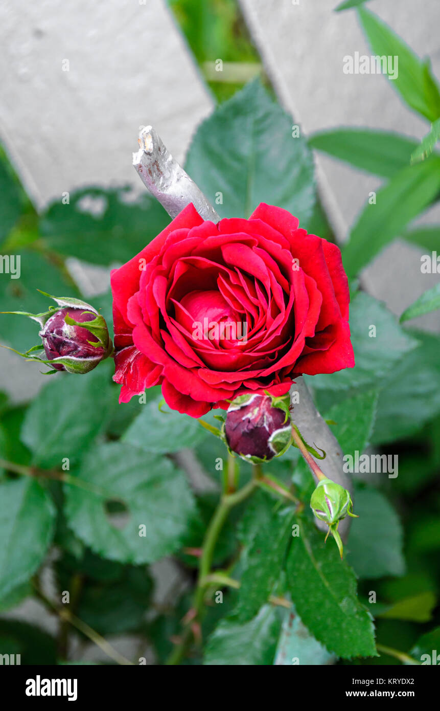 Dark red rose flowers, green branch plant, white fence background Stock ...