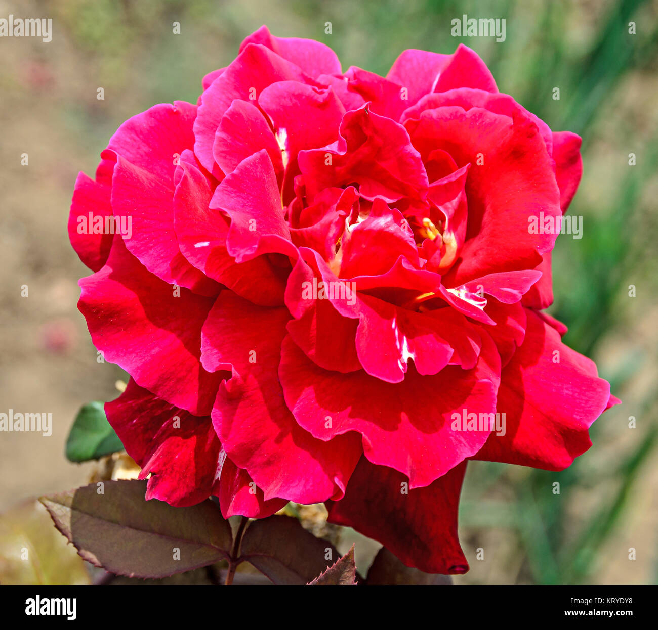 Pink red rose flower, green branch plant, bokeh garden background Stock ...