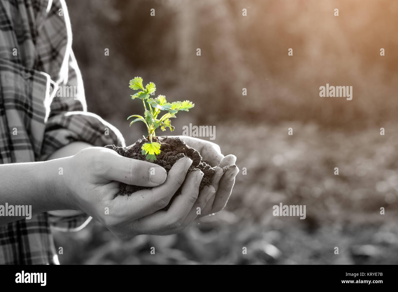 Farmer holding baby plant soil, male agronomist examining quality of ...