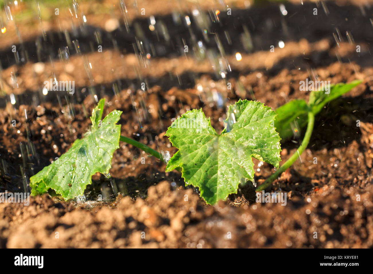Water, sun, and soil are the three elements with which life is born ...