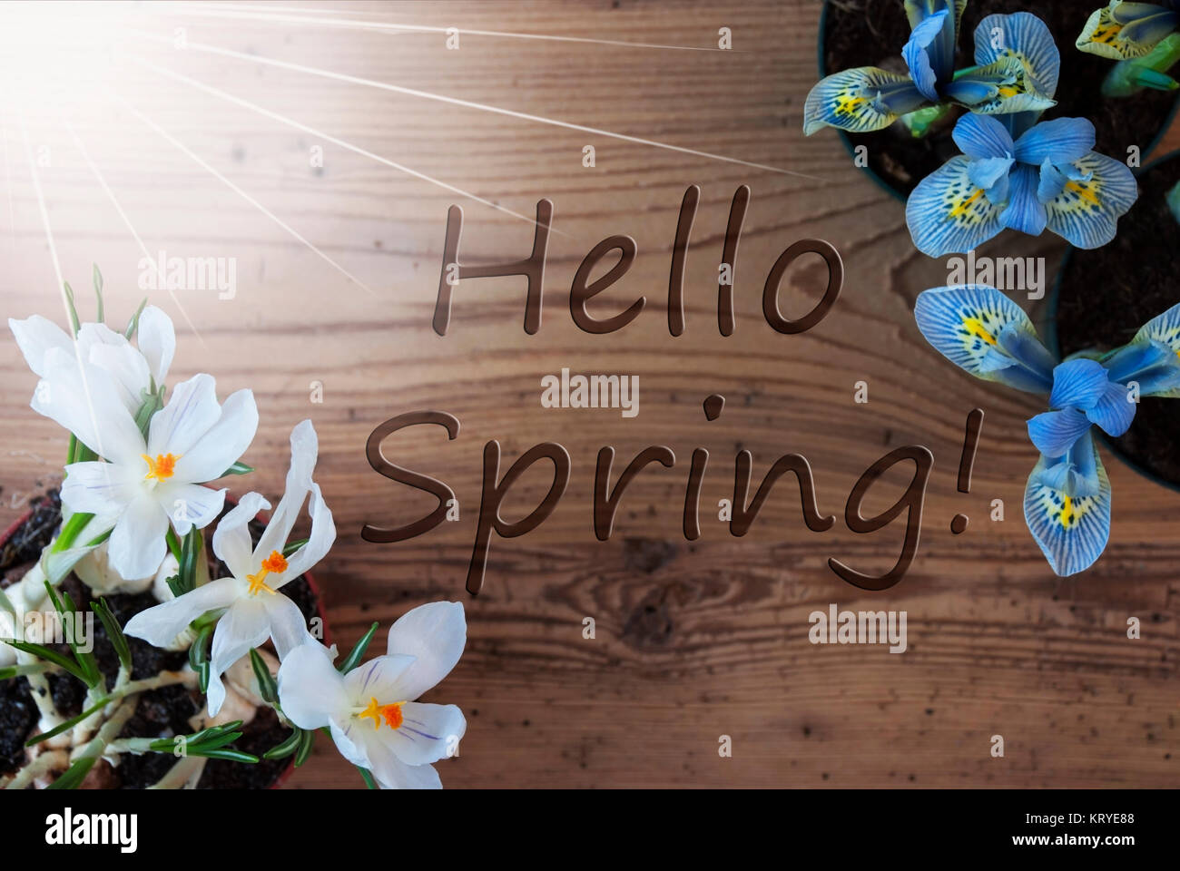 Wooden Background With English Text Hello Spring. Sunny Spring Flowers ...