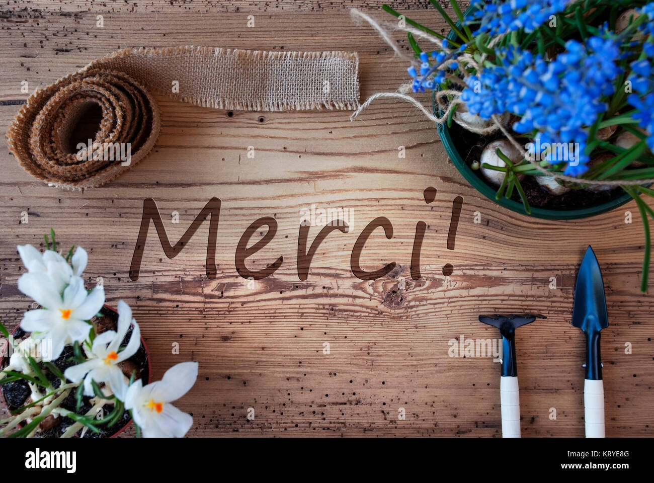 French Text Merci Means Thank You. Spring Flowers Like Grape Hyacinth ...