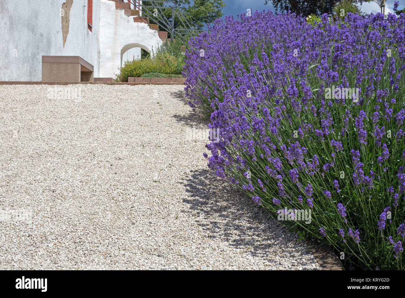 Blooming lavender on a footpath,in the background a historic building ...