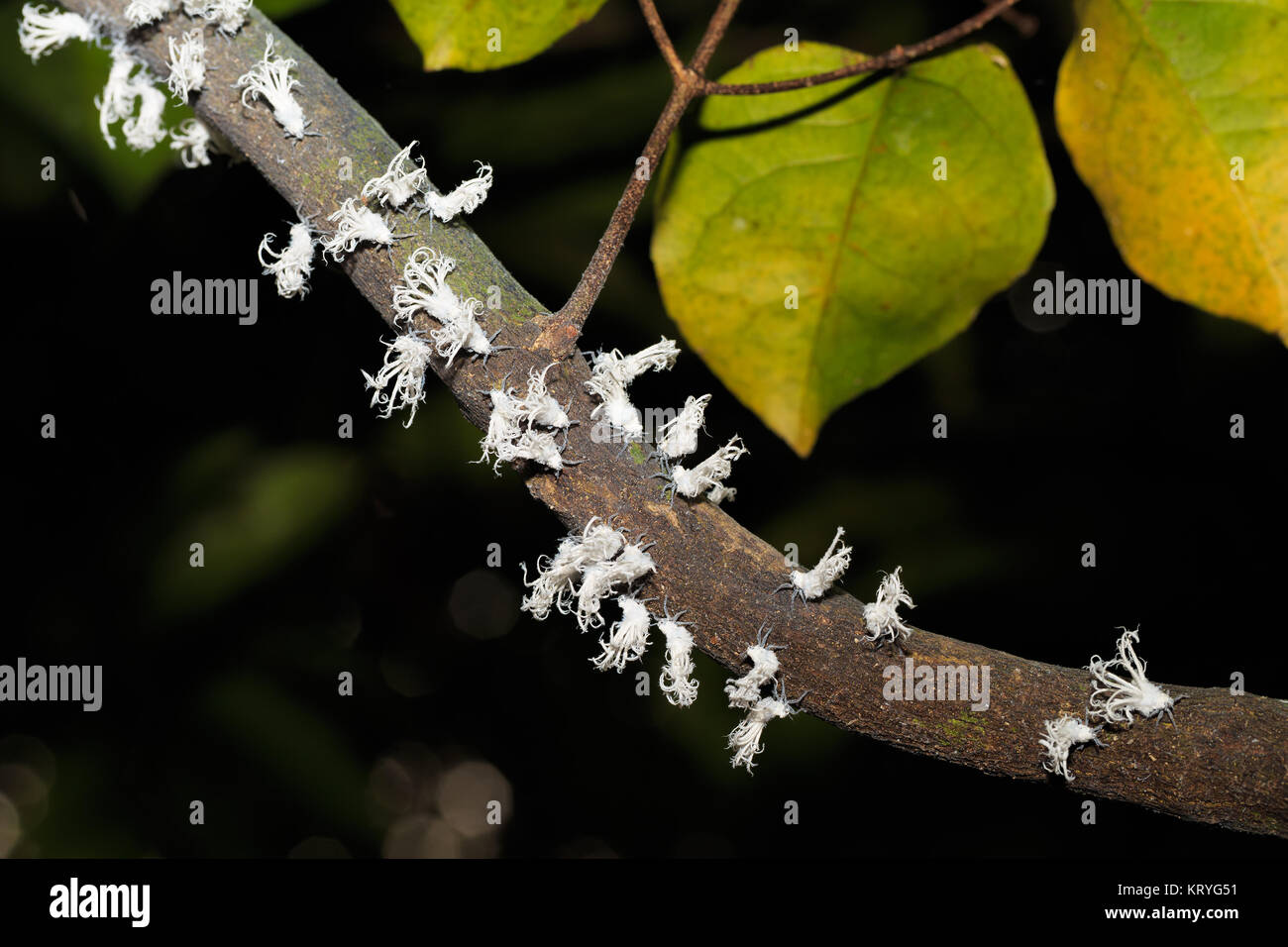 Close up view of flatidae High Resolution Stock Photography and Images ...