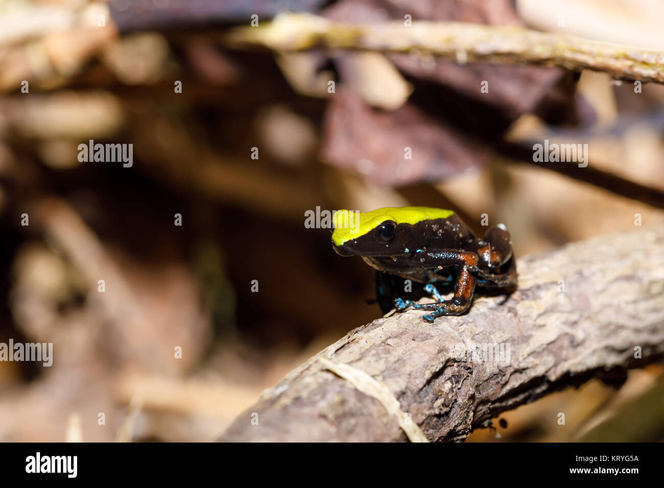 Mantella laevigata hi-res stock photography and images - Alamy