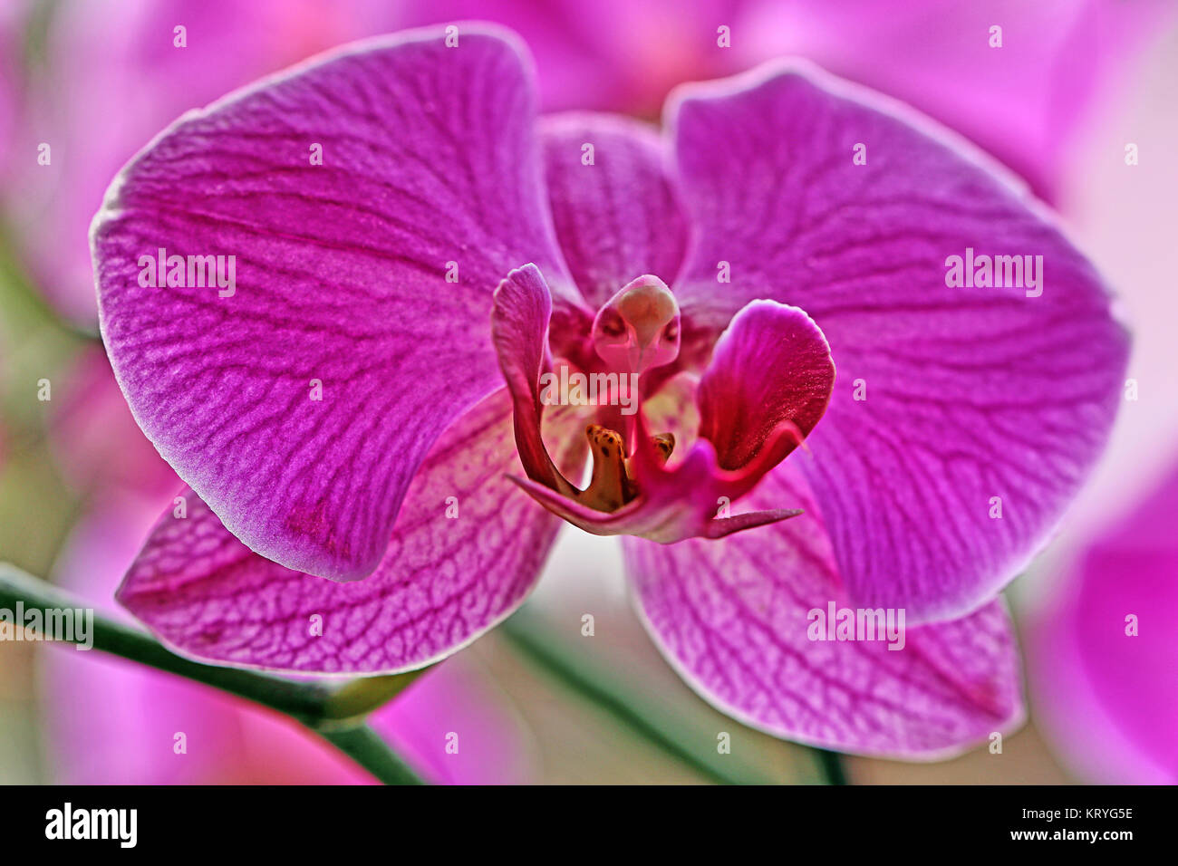Orchid in Pink Stock Photo - Alamy