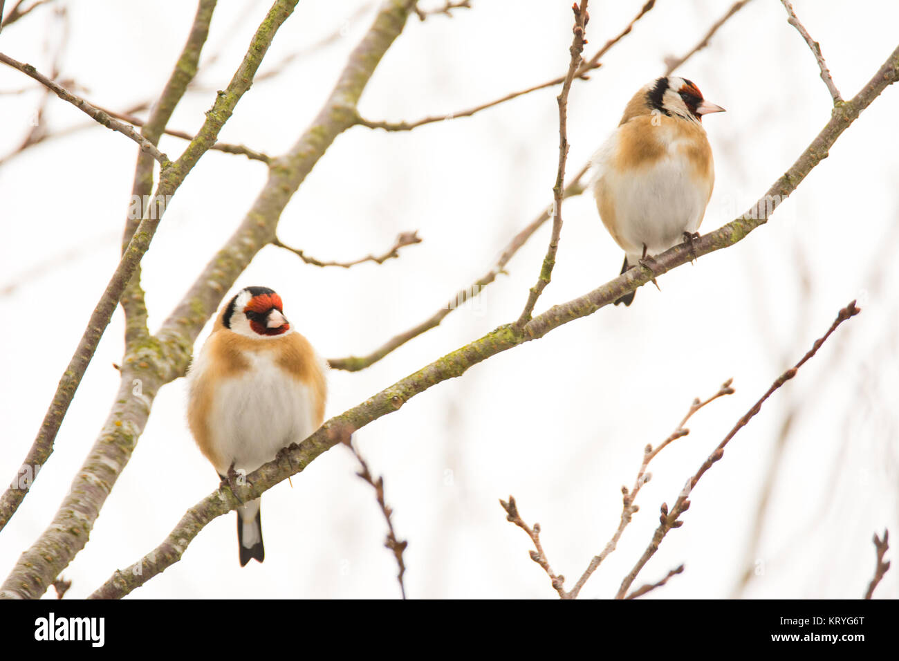 Couple of European goldfinch birds sitting on a tree Stock Photo - Alamy