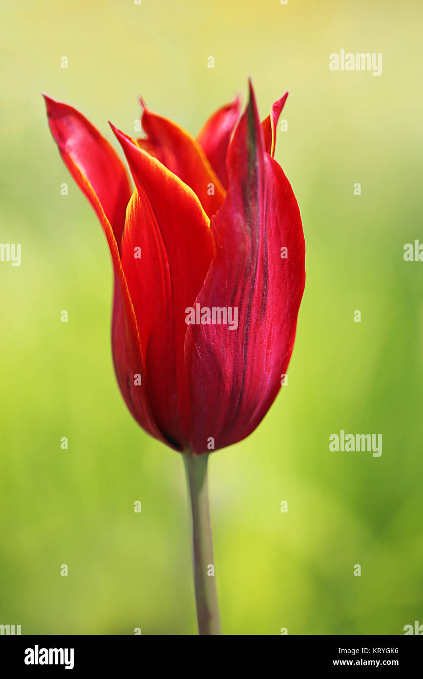 Tulip fire hi-res stock photography and images - Alamy