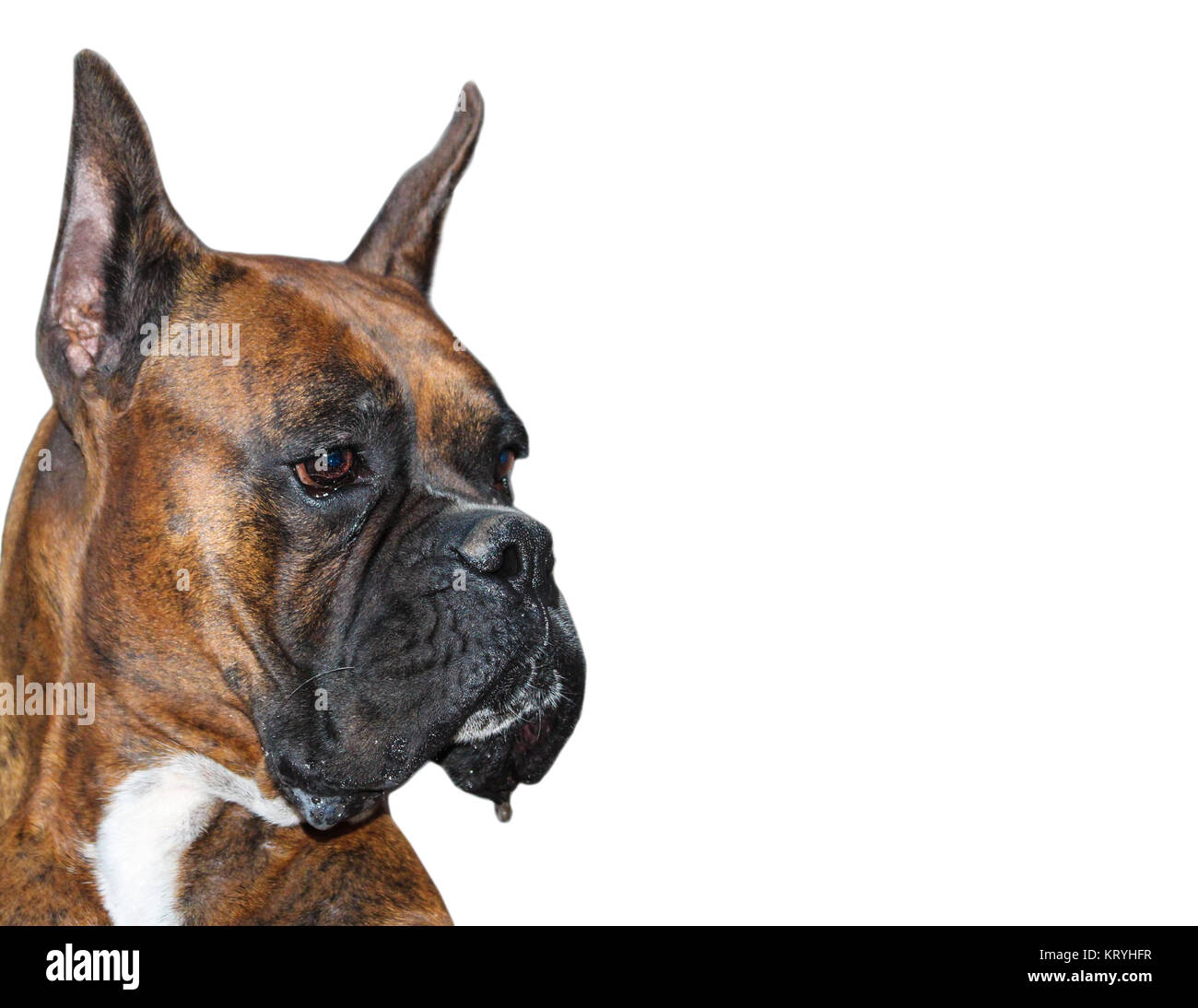 Purebred Boxer Dog isolated on white background Stock Photo - Alamy