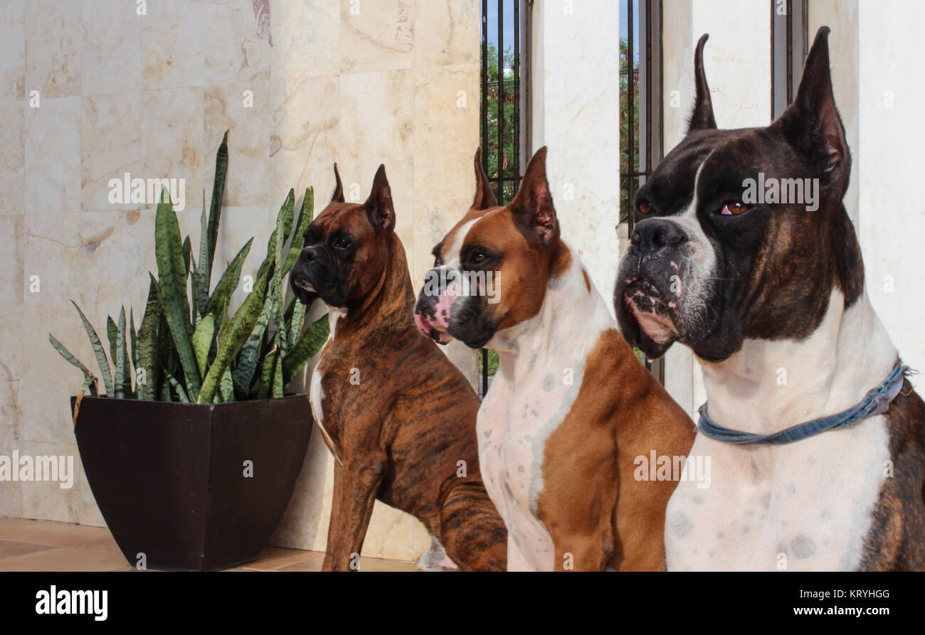 Three purebred Boxer dogs with Brindle and Fawn coat colors Stock Photo ...