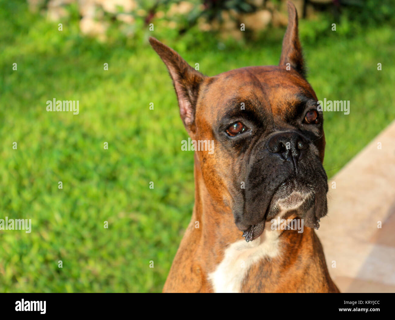 Cute Boxer dog looking off camera Stock Photo - Alamy
