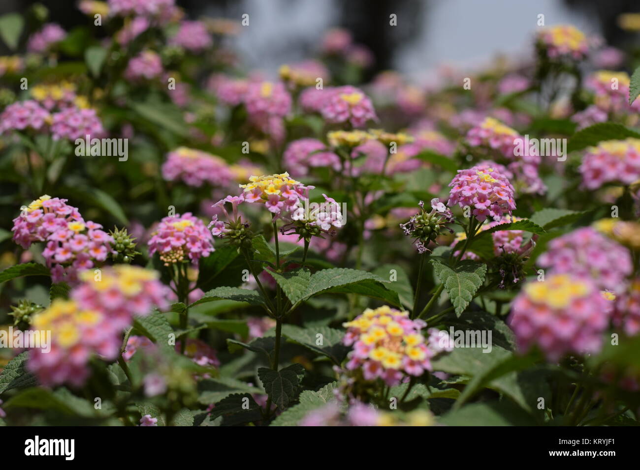 Beautiful roses spring days Stock Photo - Alamy
