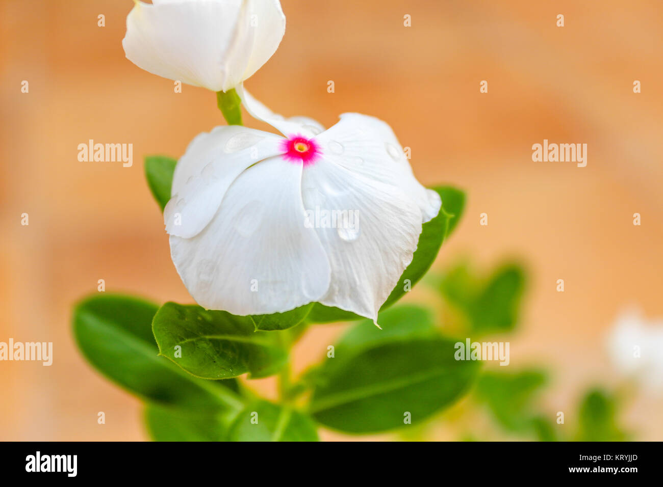 Native to Yucatan Catharanthus roseus white with pink center Stock ...