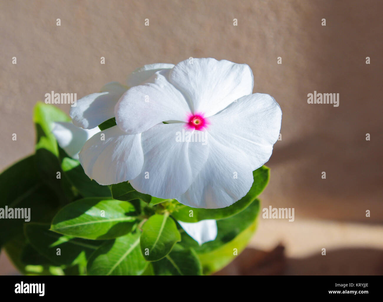 Native to Yucatan Catharanthus roseus white with pink center Stock ...