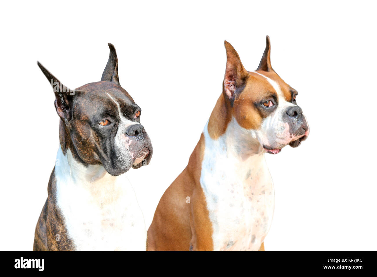 A couple of purebred muscular boxer dogs looking off camera Stock Photo ...
