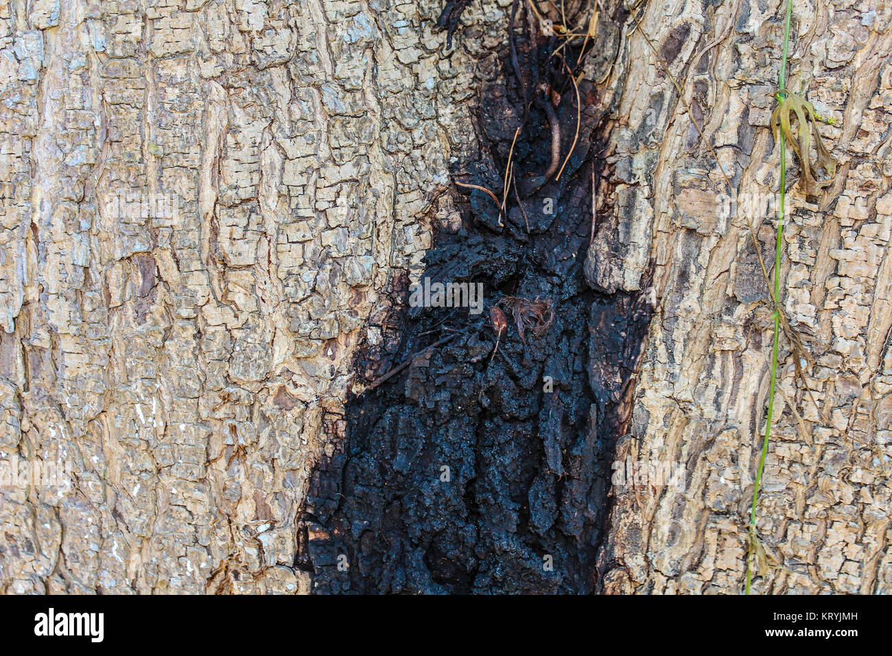 A very old tree with resin background texture Stock Photo - Alamy
