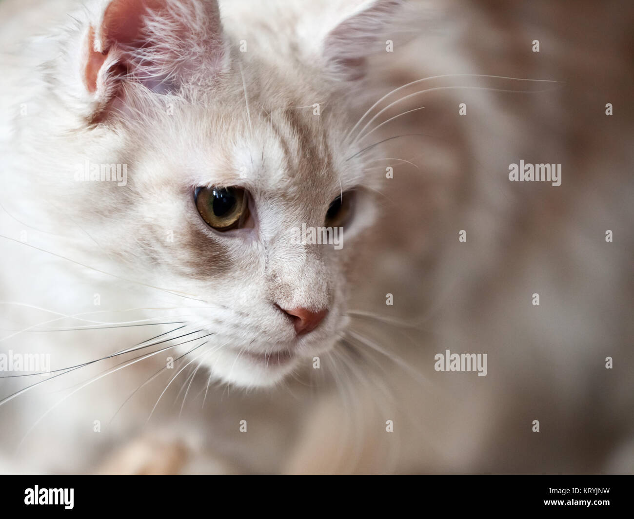 Feline animal pet british domestic cat looking eye Stock Photo - Alamy