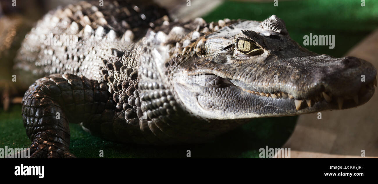 Wildlife animal reptile wild crocodile mouth teeth Stock Photo - Alamy