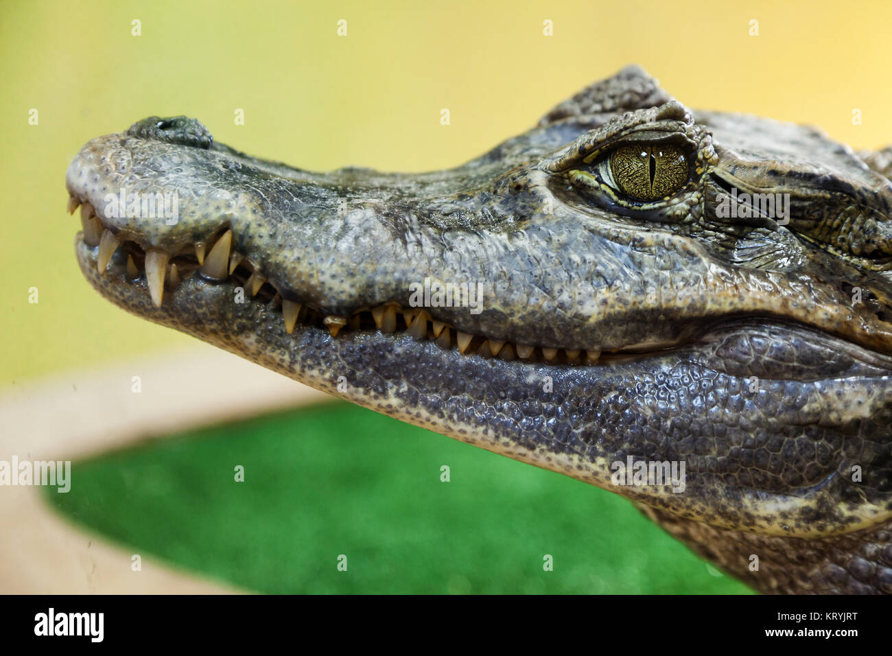 Wildlife animal reptile wild crocodile mouth teeth Stock Photo - Alamy