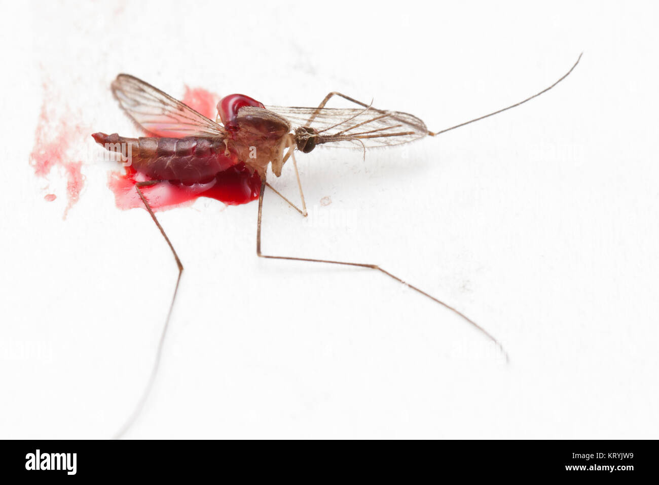 Full of red blood gnat mosquito pest insect macro Stock Photo - Alamy