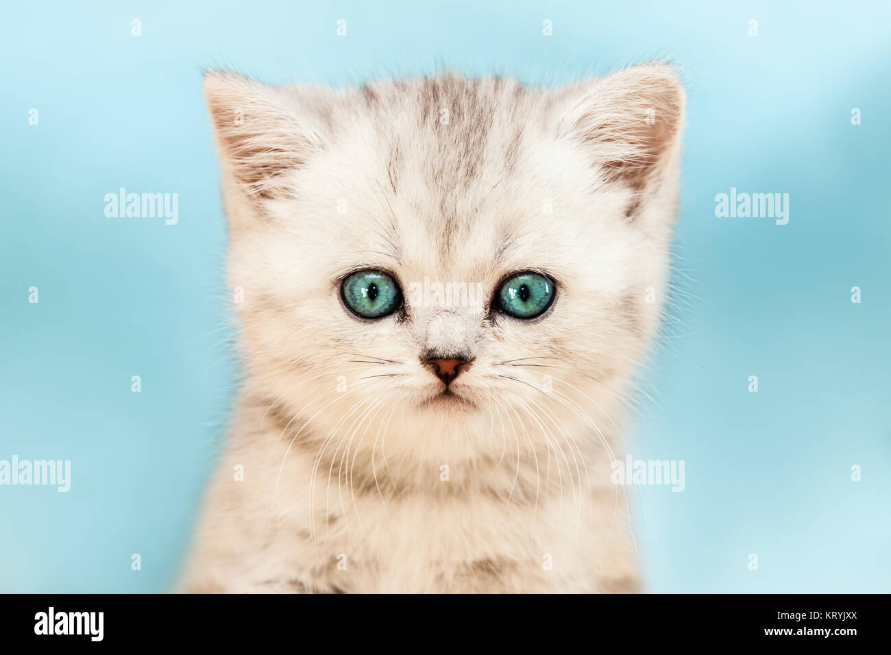 Blue Silver Tabby High Resolution Stock Photography and Images - Alamy