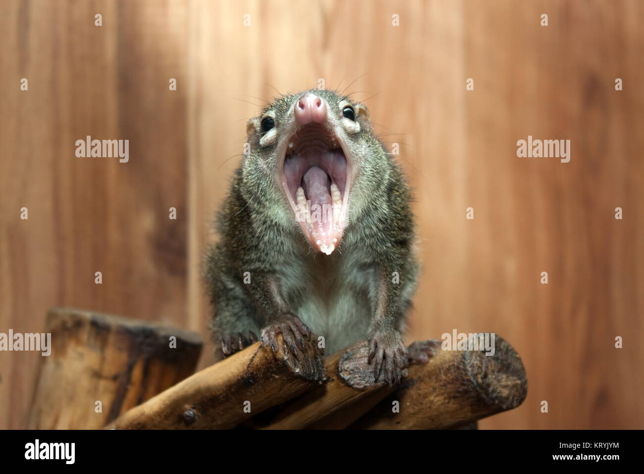 Tupaia glis tree shrew rodent animal fur squirrel Stock Photo - Alamy