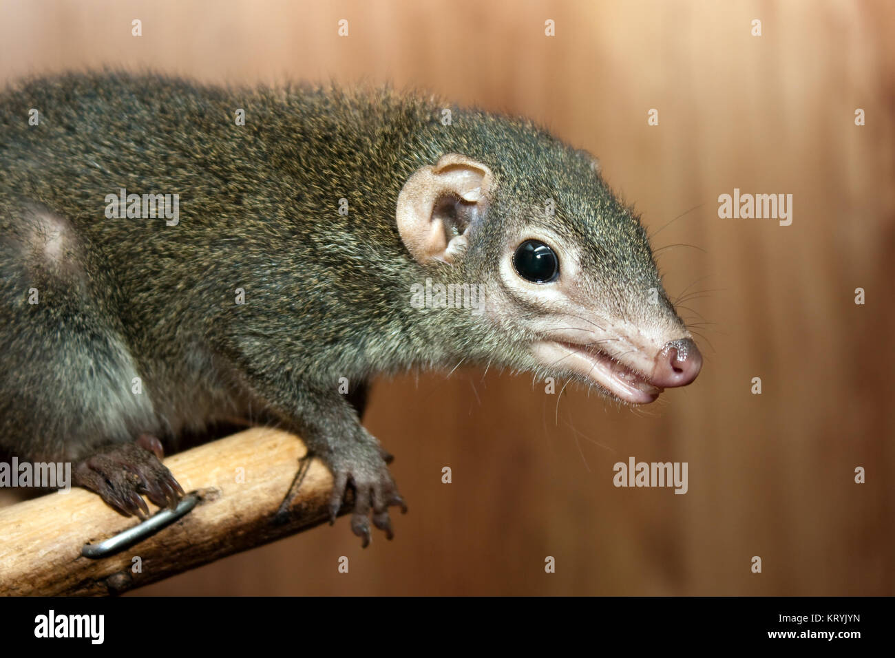 Tupaiidae hi-res stock photography and images - Alamy