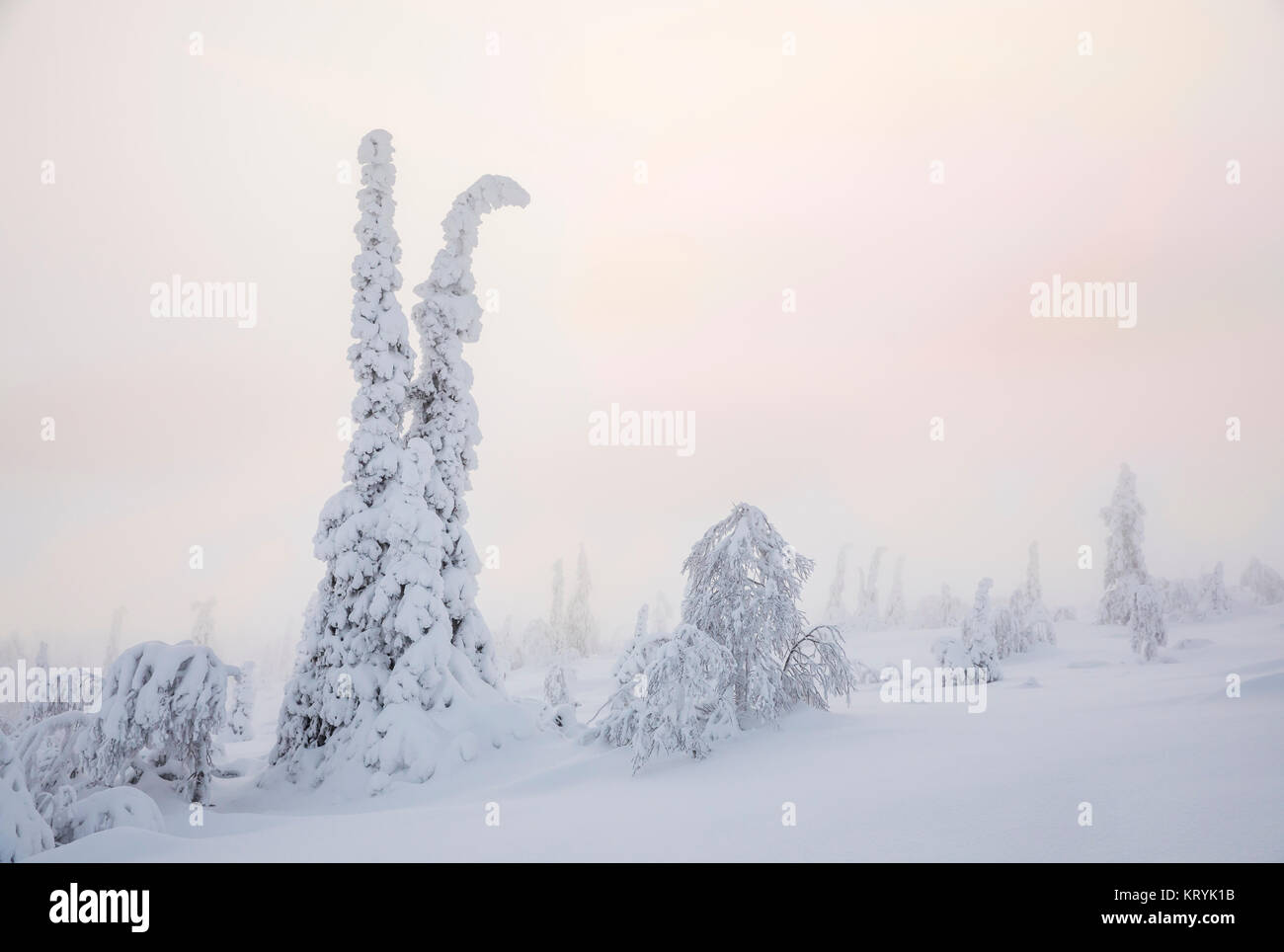 frozen trees in Riisitunturi Park in Finnish Lapland Stock Photo - Alamy