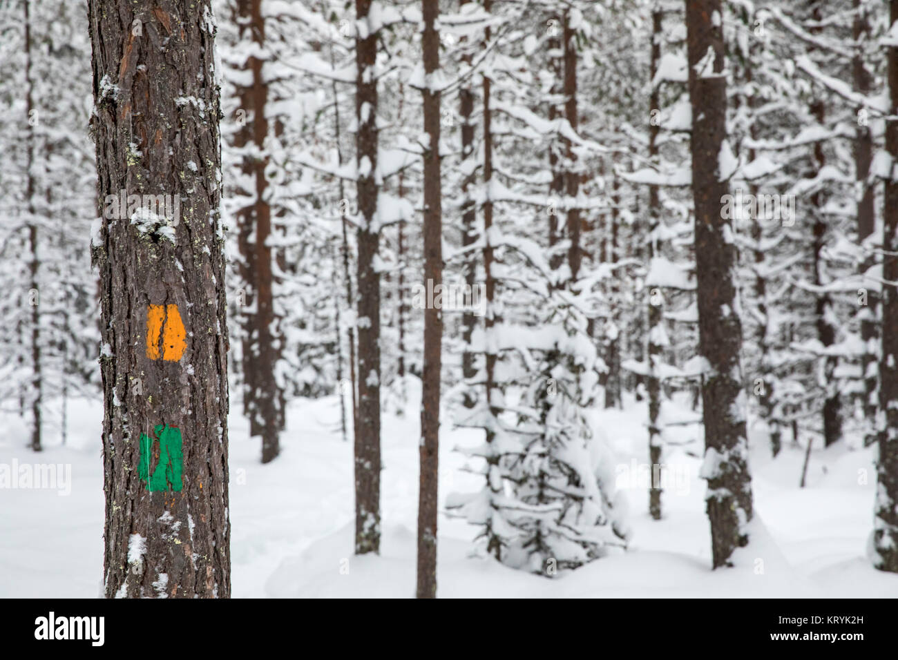 hiking trail markers on a tree in Olanka National Park in Finnish ...