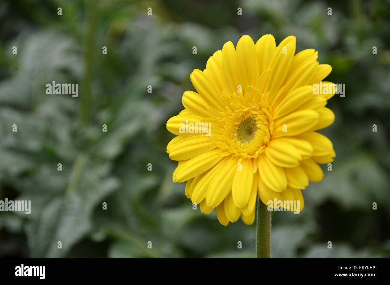Gerbera flower in a garden Stock Photo - Alamy