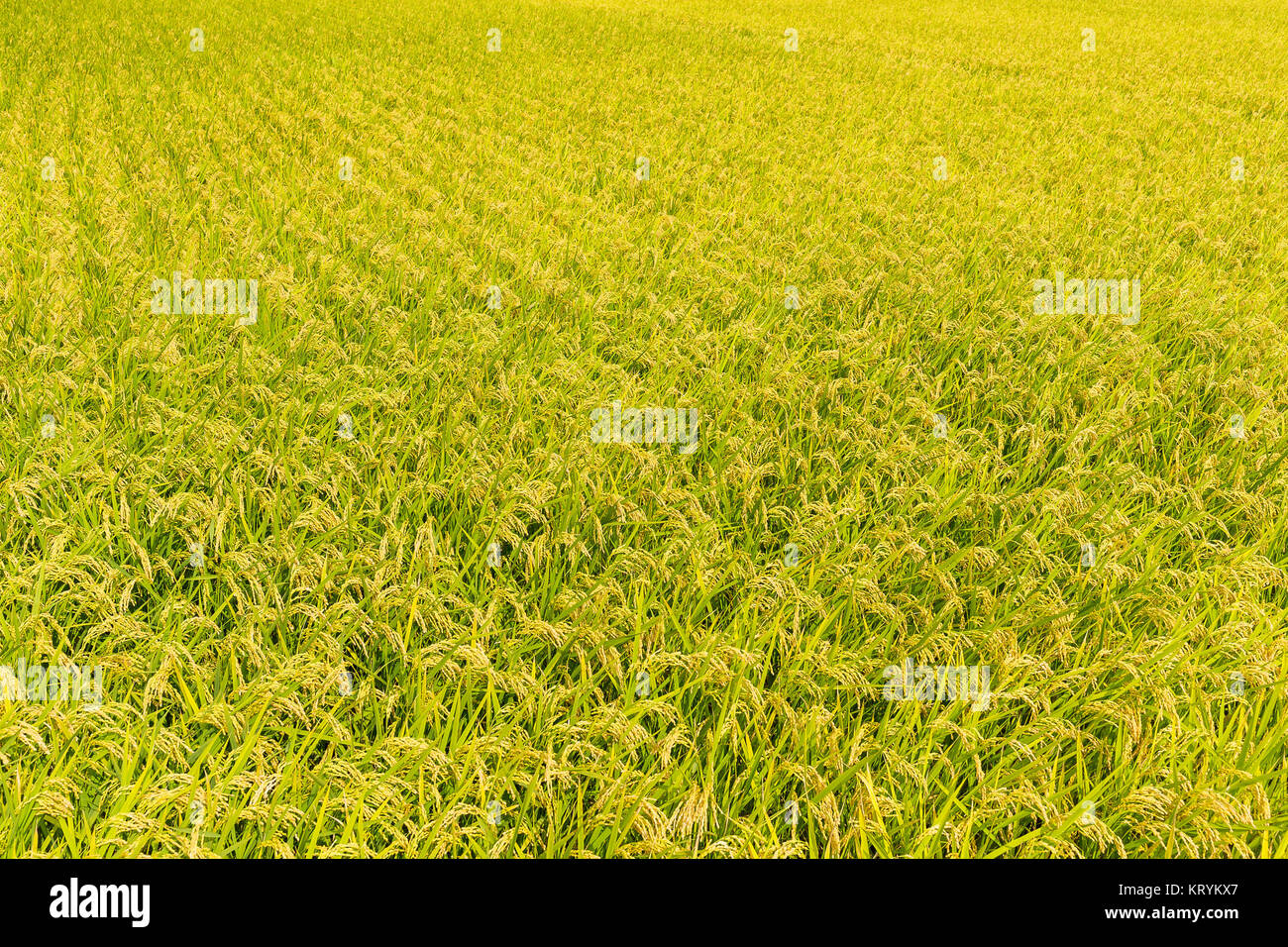 Basmati rice growing hi-res stock photography and images - Alamy